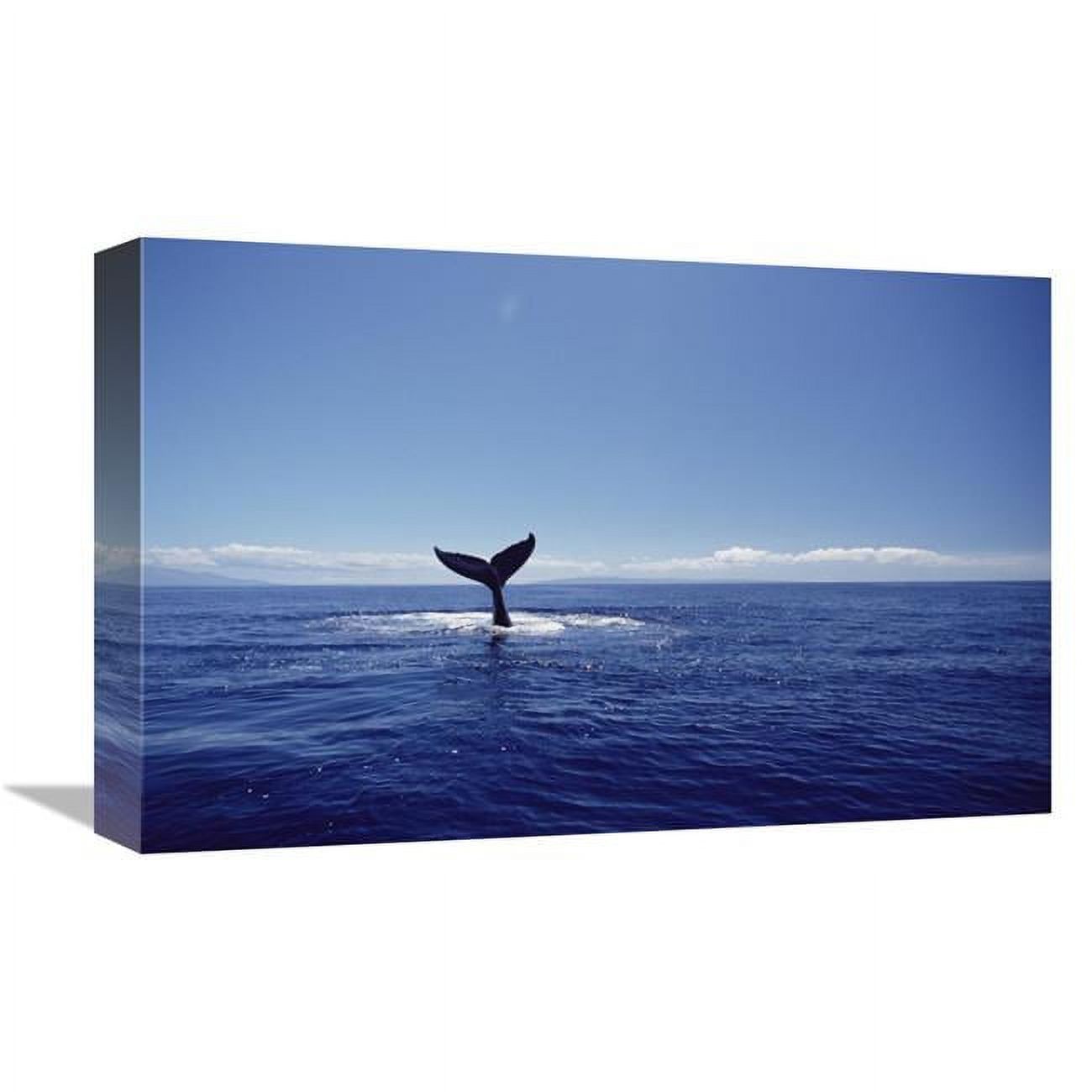 Global Gallery 12 x 18 in. Humpback Whale Tail Lob, Maui, Hawaii Art ...
