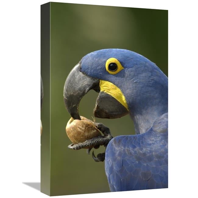 Global Gallery 12 x 18 in. Hyacinth Macaw in Cerrado Habitat Cracking ...