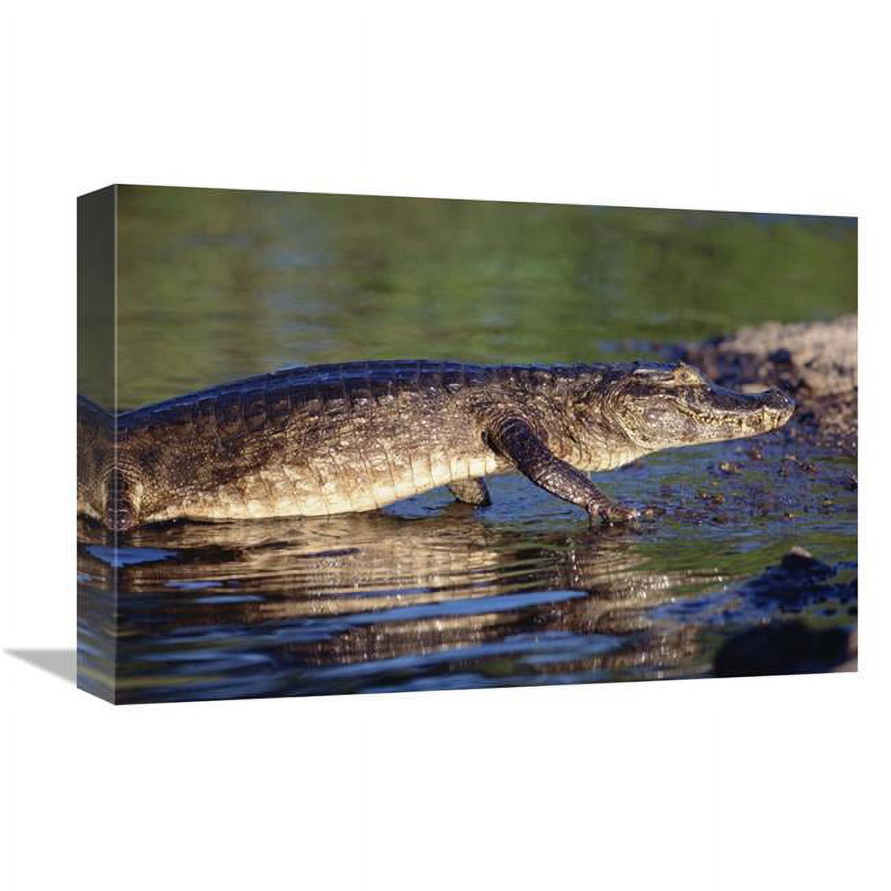 Global Gallery Jacare Caiman Portrait - Pantanal - Brazil Art Print ...