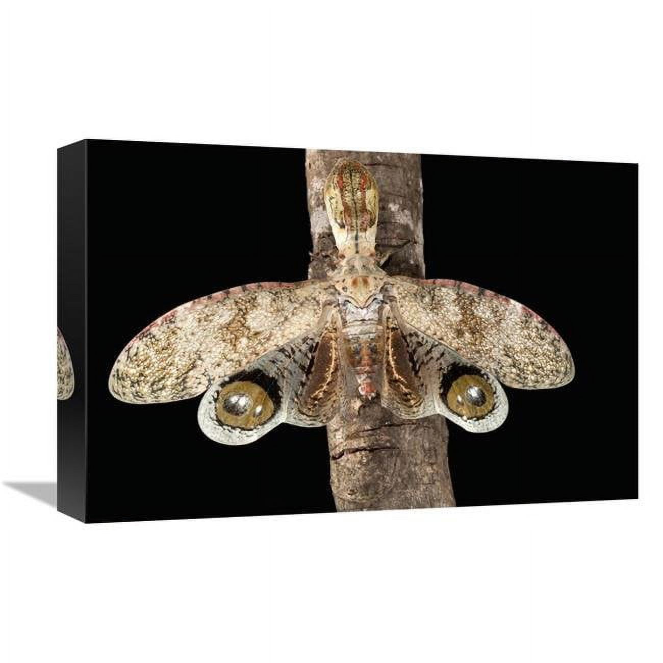 Global Gallery Lantern Bug with False Eye Spots on Its Wings - Barro ...