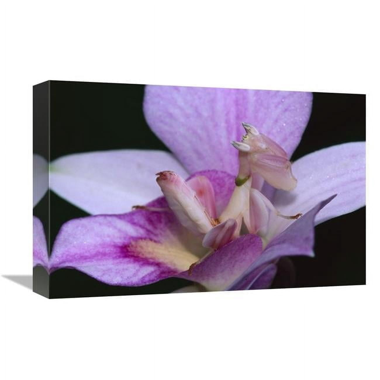 Global Gallery 12 x 18 in. Orchid Mantis Female Mimicking A Pink Flower ...