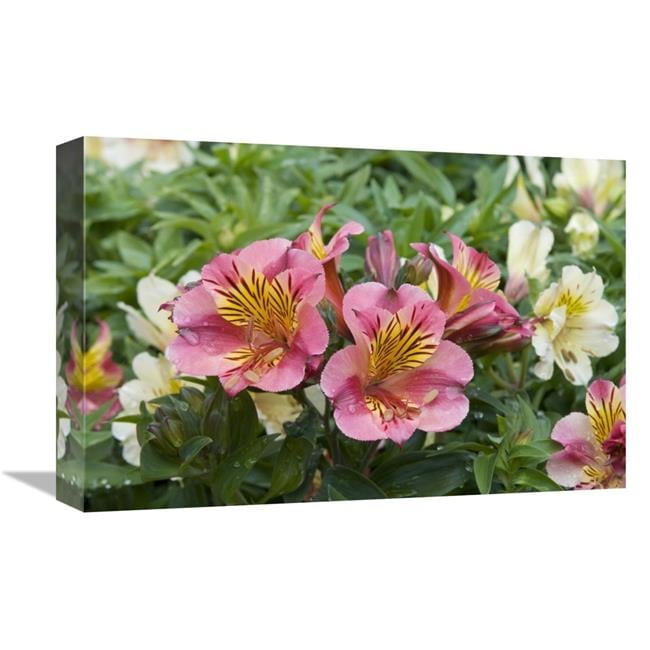 Global Gallery 12 x 18 in. Peruvian Lily Princess Lilies Variety ...