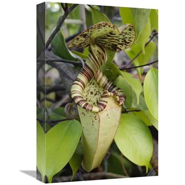 Global Gallery 12 x 18 in. Pitcher Plant Pitcher - Brunei - Borneo ...