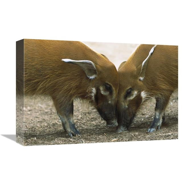 Global Gallery 12 x 18 in. Red River Hog Pair Standing Face to Face - A ...