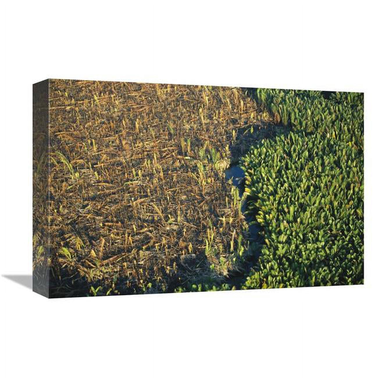 Global Gallery 12 x 18 in. Remnant Mangroves in Mahakam Delta - East ...