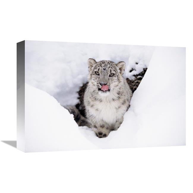 Global Gallery 12 x 18 in. Snow Leopard Adult Portrait in Snow Art ...
