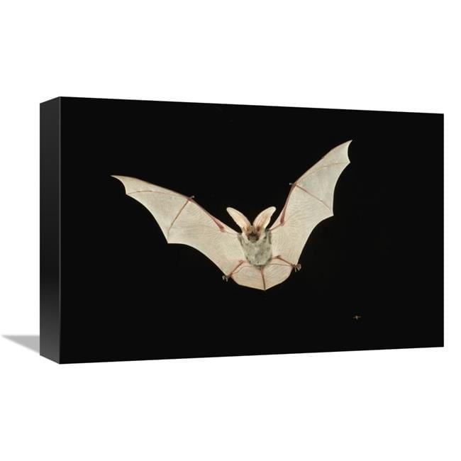 Global Gallery 12 x 18 in. Spotted Bat Flying at Night Near the Edge of ...