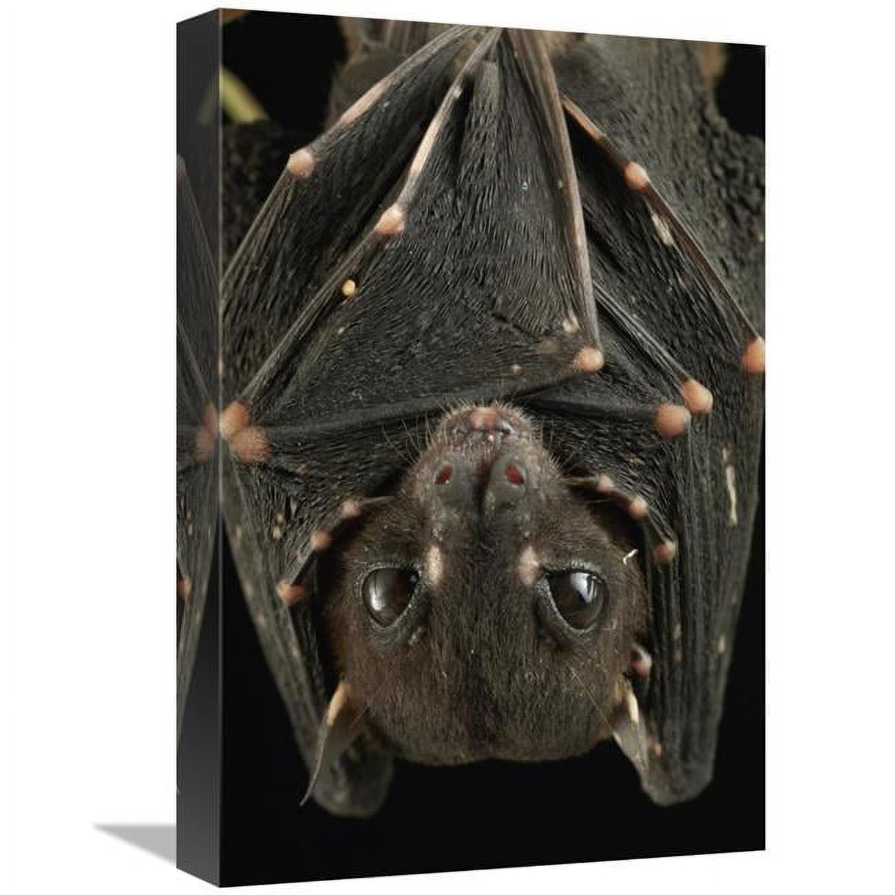 Global Gallery 12 x 18 in. Spotted-Winged Fruit Bat Roosting - Bukit ...