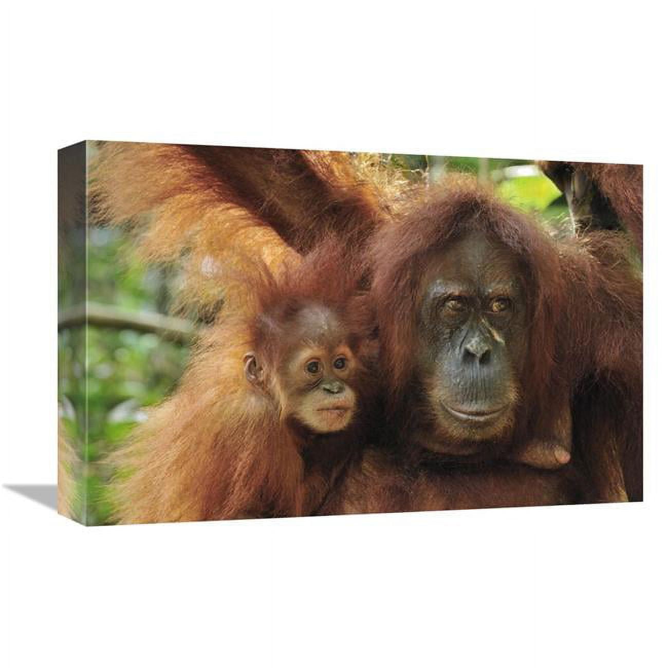 Global Gallery 12 x 18 in. Sumatran Orangutan Mother with Young ...