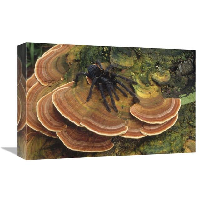 Global Gallery 12 x 18 in. Tarantula Large Female Wandering Over ...