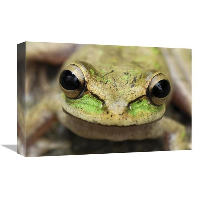 Global Gallery 12 x 18 in. Tarraco Treefrog Portrait - Colombia ...