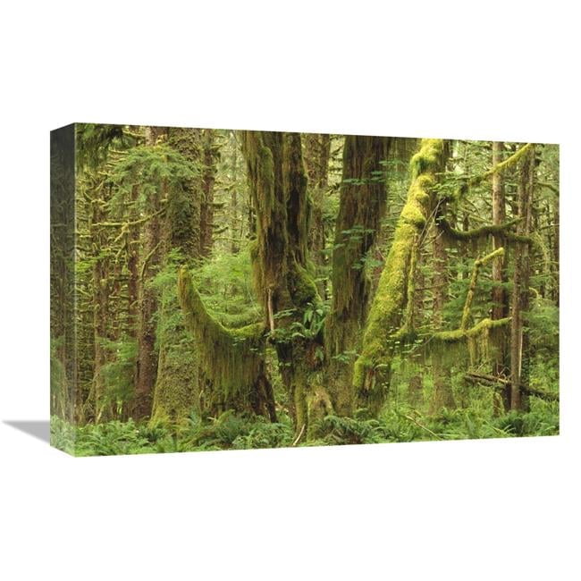 Global Gallery 12 x 18 in. Temperate Rainforest - Queets River Valley ...