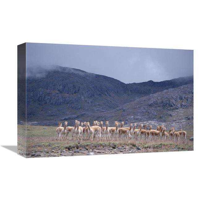 Global Gallery 12 x 18 in. Vicuna Bachelor Male Troop in High Mountains ...