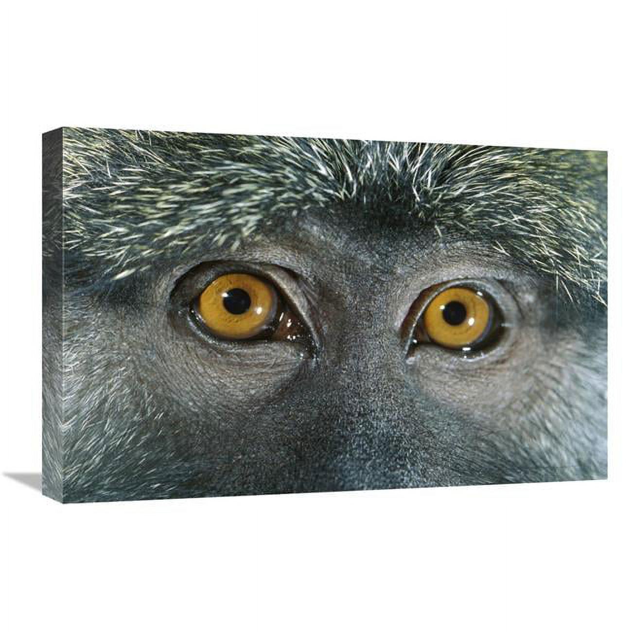 Global Gallery 16 x 24 in. Allens Swamp Monkey Detail of Eyes - Native ...