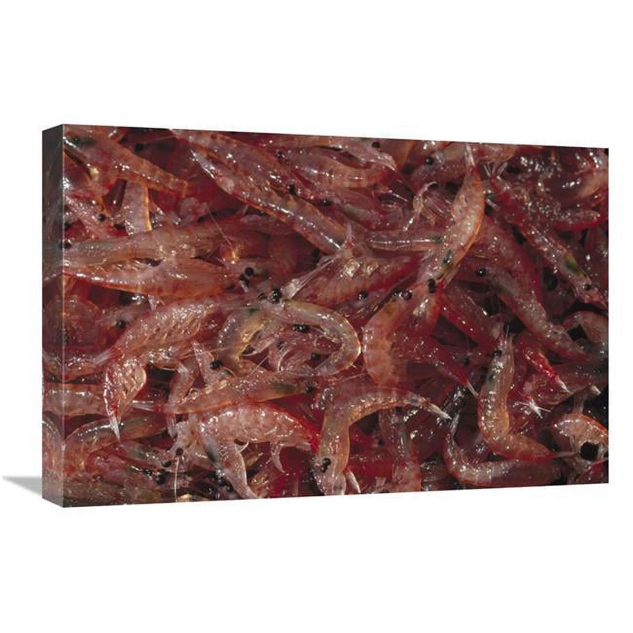 Global Gallery 16 x 24 in. Antarctic Krill Catch - Antarctica Art Print ...