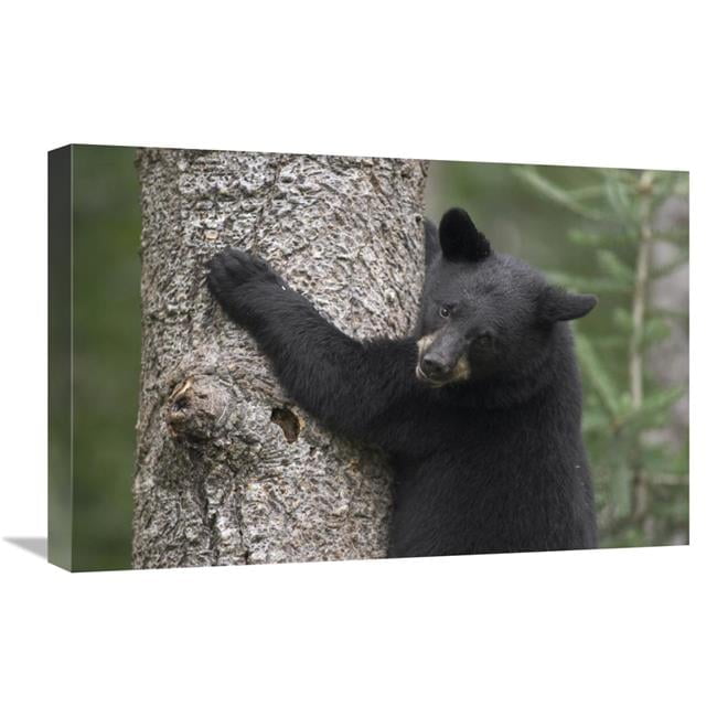 Global Gallery 16 x 24 in. Black Bear Cub in Tree Safe From Danger ...