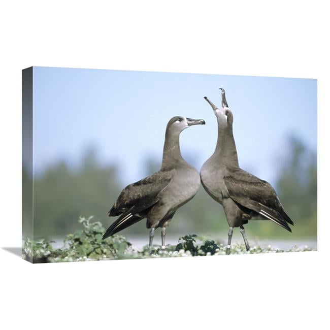 Global Gallery 16 x 24 in. Black-Footed Albatross Courtship Dance ...