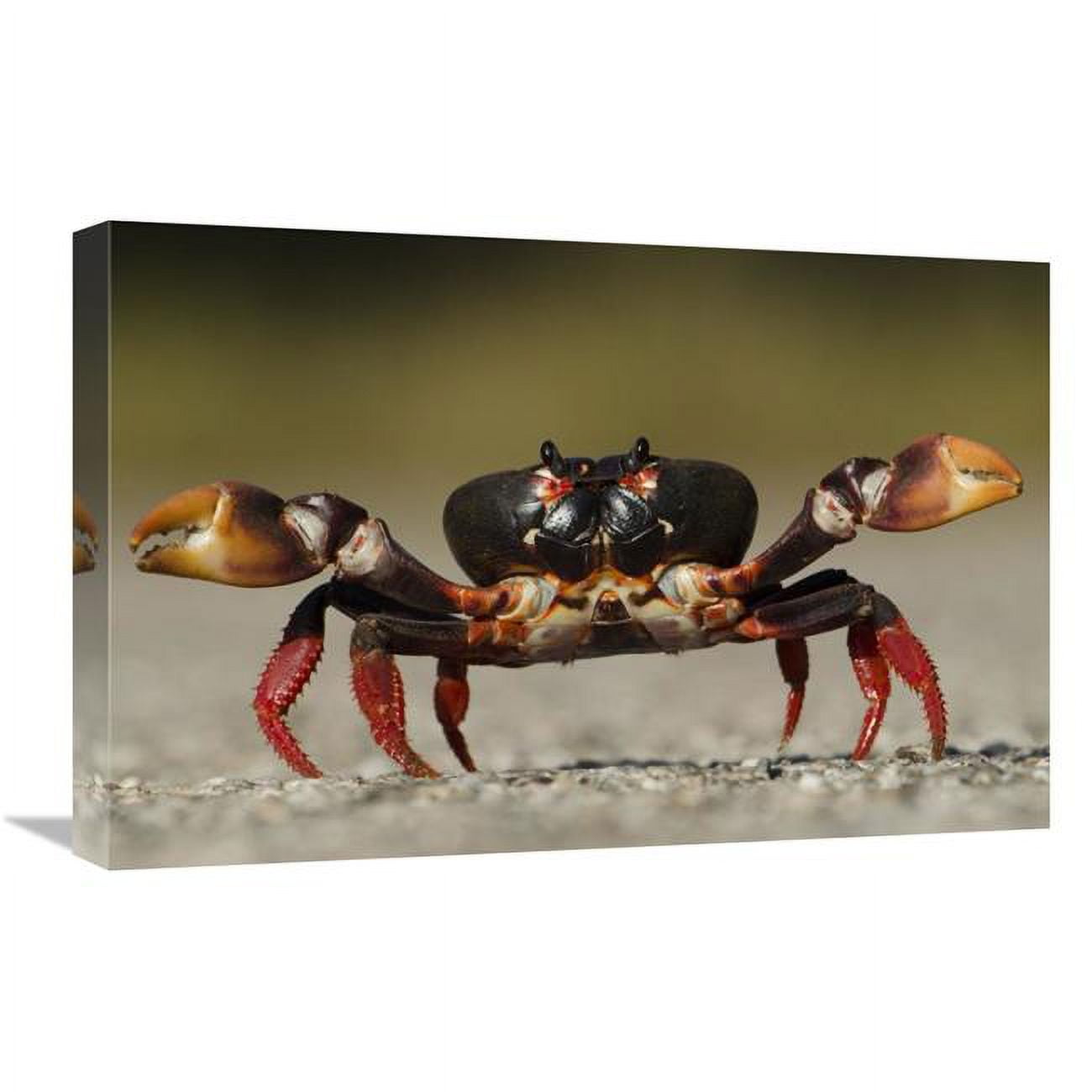 Global Gallery 16 x 24 in. Blackback Land Crab in Defensive Posture ...