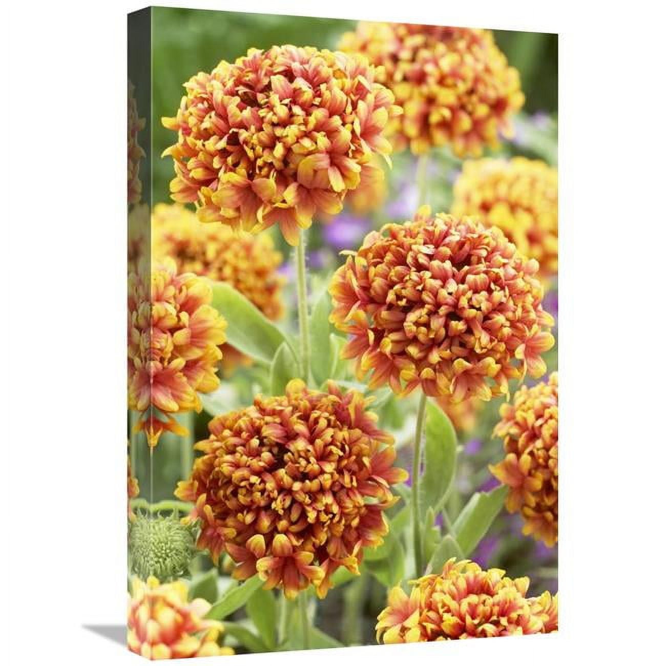 Global Gallery 16 x 24 in. Blanketflower Dakota Reveille Variety Flowers Art Print ...