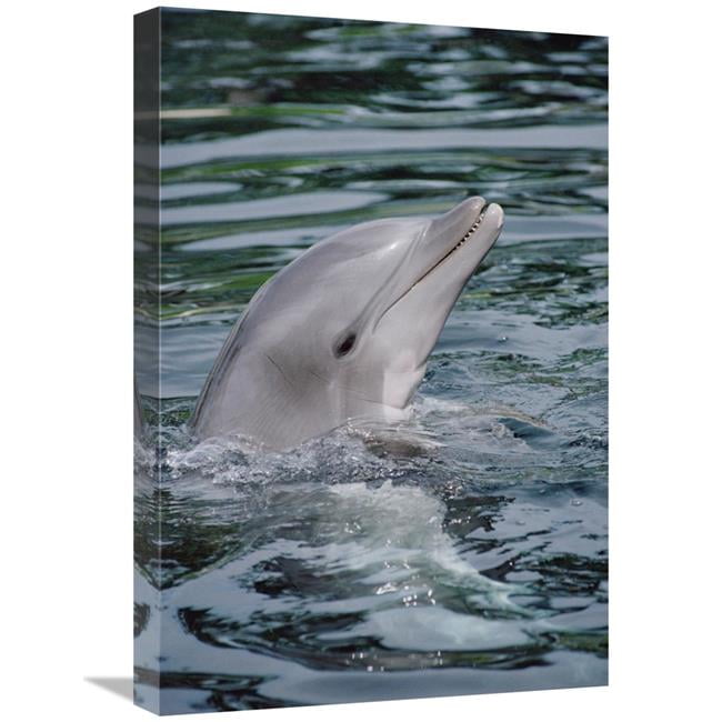 Global Gallery 16 x 24 in. Bottlenose Dolphin Portrait Art Print - Flip ...