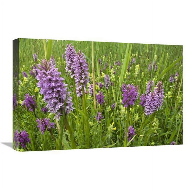 Global Gallery 16 x 24 in. Broad-Leaved Marsh Orchid Flowering, Zeeland ...