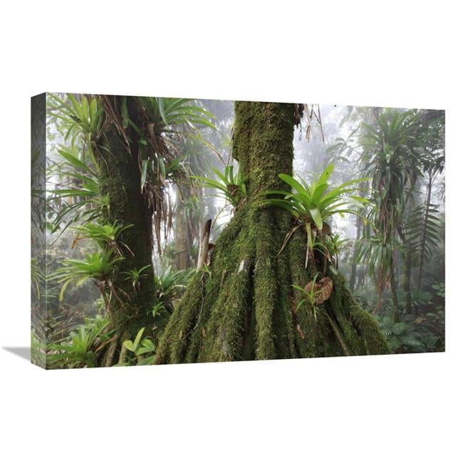 Global Gallery 16 x 24 in. Bromeliad & Tree Fern At 1600 Meters ...