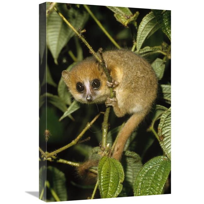Global Gallery 16 x 24 in. Brown Mouse Lemur - Madagascar Art Print ...