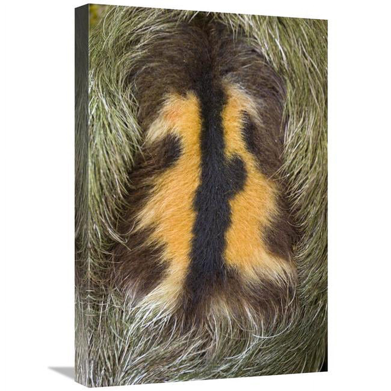 Global Gallery 16 x 24 in. Brown-Throated Three-Toed Sloth Back of ...