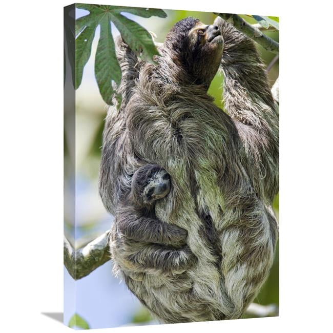 Global Gallery 16 x 24 in. Brown-Throated Three-Toed Sloth Mother with Newborn Baby Climbing ...