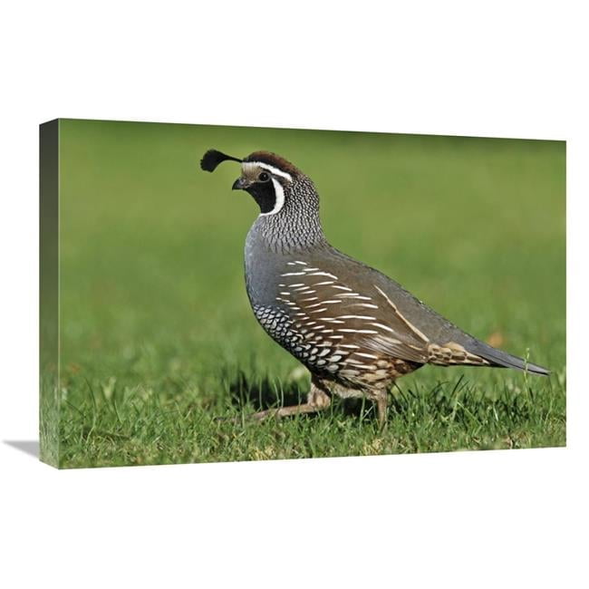 Global Gallery 16 x 24 in. California Quail Male - Christchurch - New ...