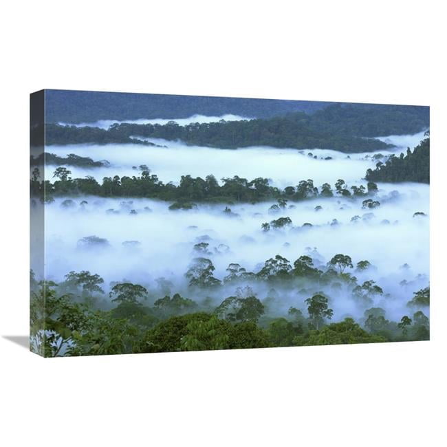 Global Gallery 16 x 24 in. Canopy of Lowland Rainforest At Dawn with ...