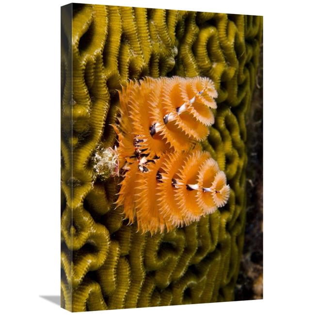 Global Gallery 16 x 24 in. Christmas Tree Worm Filter Feeding While ...