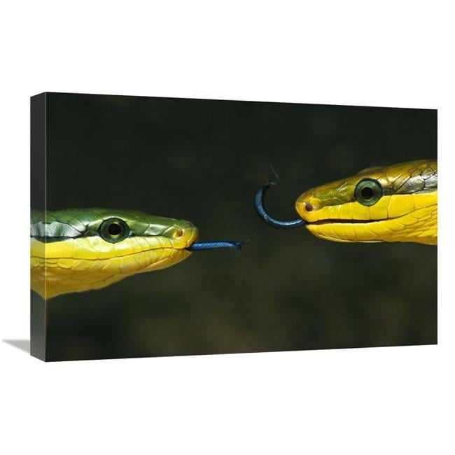 Global Gallery 16 x 24 in. Colubrid Snake Two Making Initial Contact ...