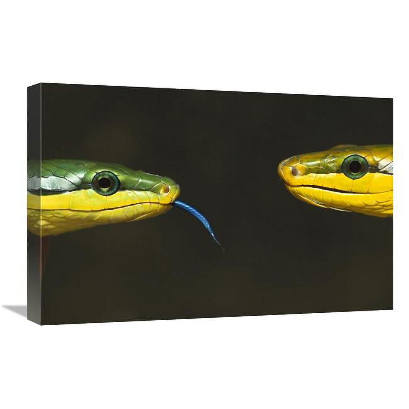 Global Gallery 16 x 24 in. Colubrid Snakes Making Initial Contact to ...