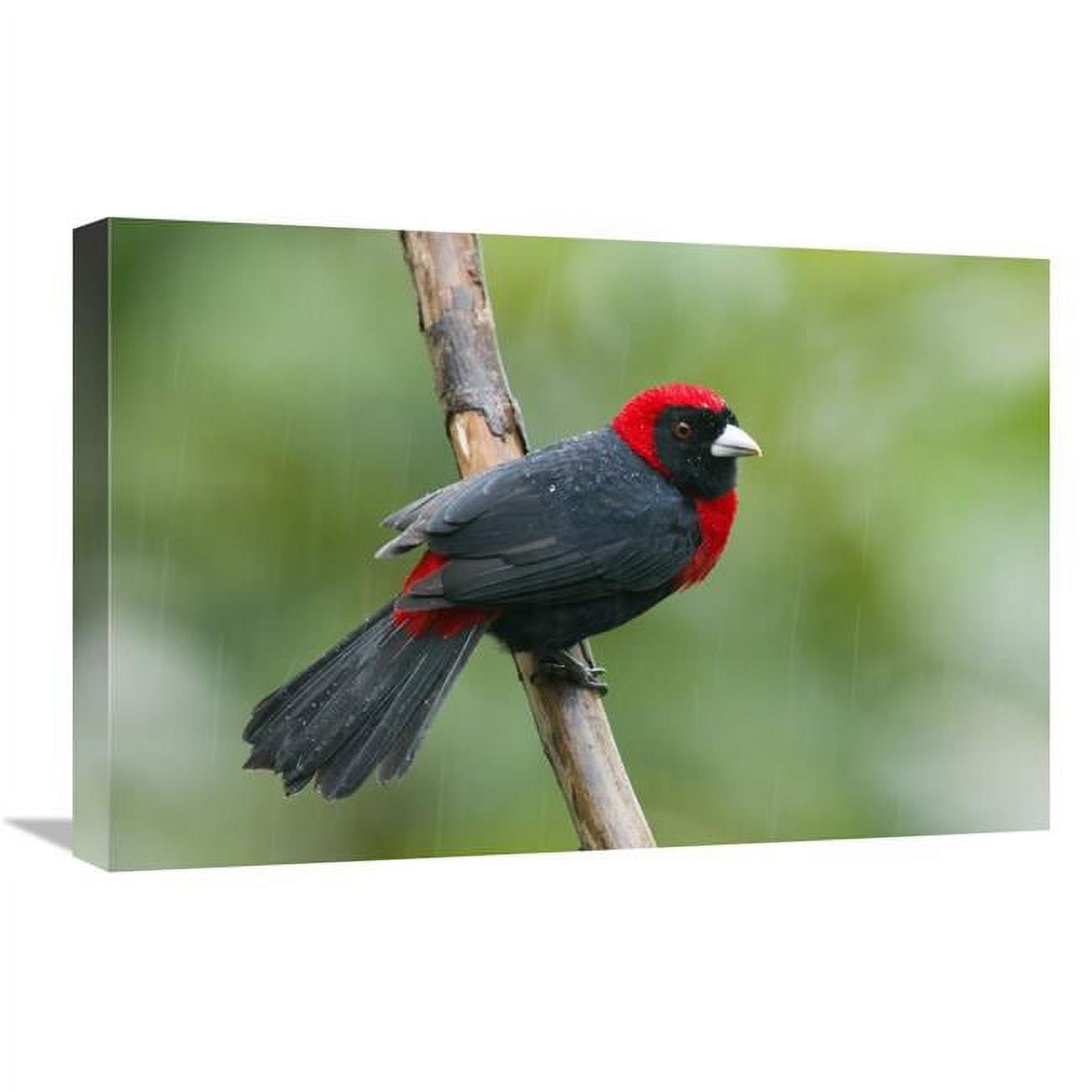 Global Gallery 16 x 24 in. Crimson-Collared Tanager Male - Costa Rica ...
