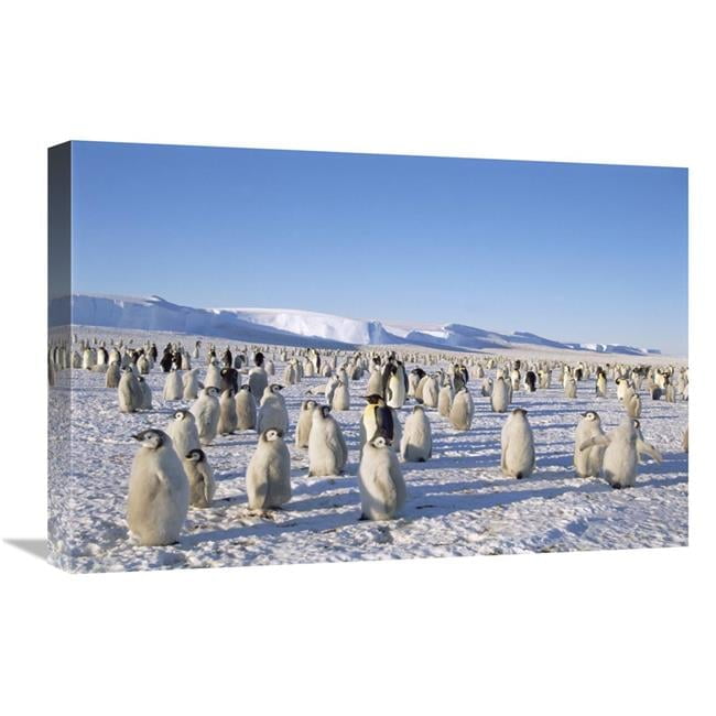 Global Gallery 16 x 24 in. Emperor Penguin Rookery - Princess Martha Coast - Weddell Sea ...