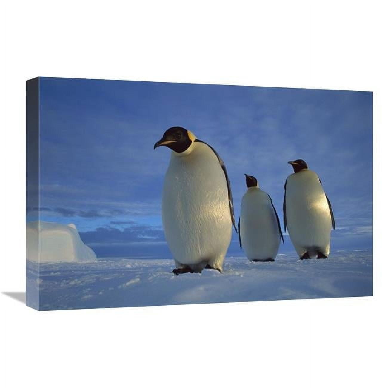 Global Gallery 16 x 24 in. Emperor Penguin Trio on Sea Ice in Midnight ...