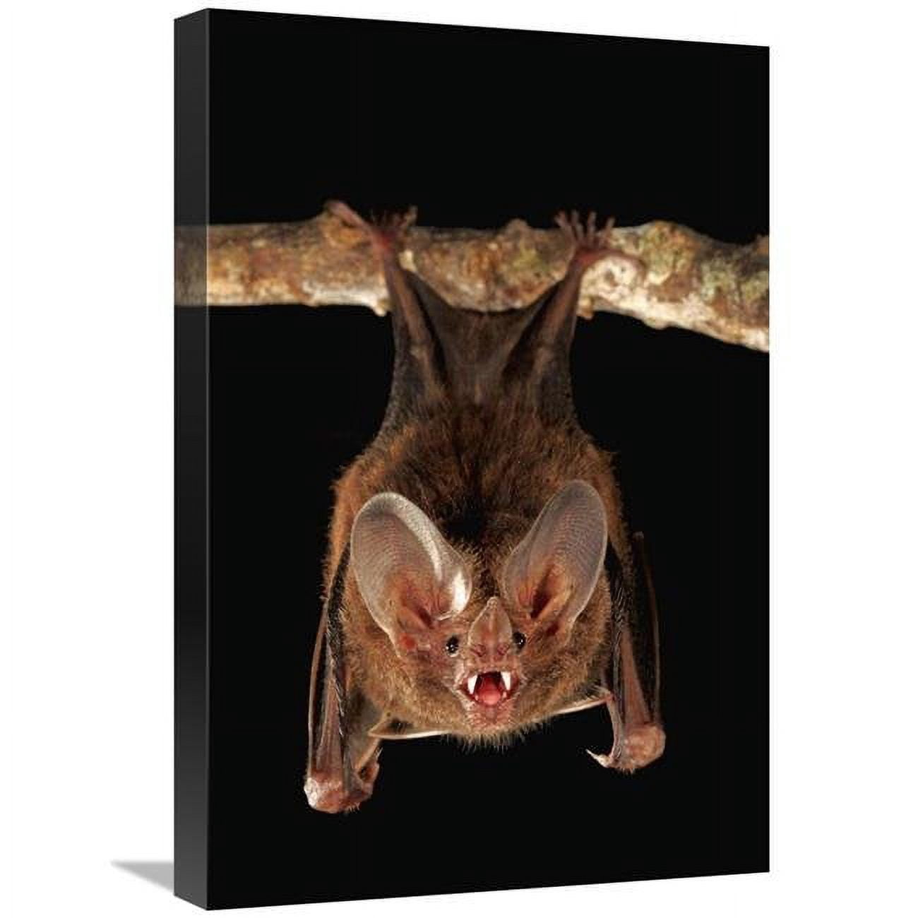Global Gallery 16 x 24 in. Fringe-Lipped Bat Roosting & Calling ...