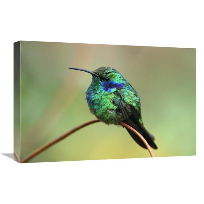 Global Gallery 16 x 24 in. Green Violet-Ear Hummingbird Perched on Twig ...