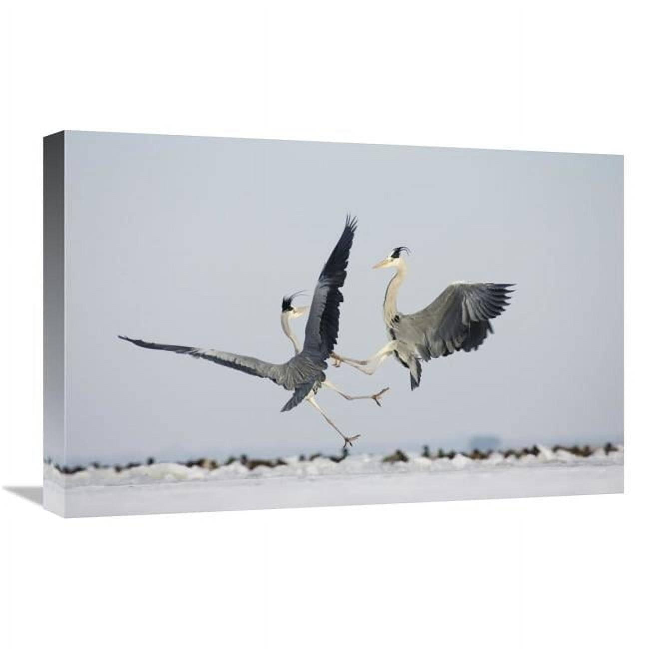Global Gallery GCS-452603-1624-142 16 x 24 in. Grey Heron Pair Fighting ...