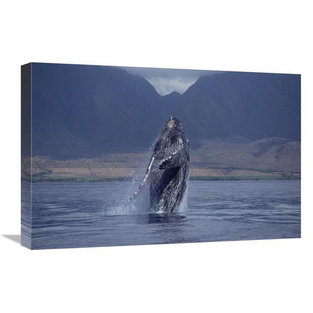 Global Gallery Humpback Whale Breaching - Maui - Hawaii Art Print ...