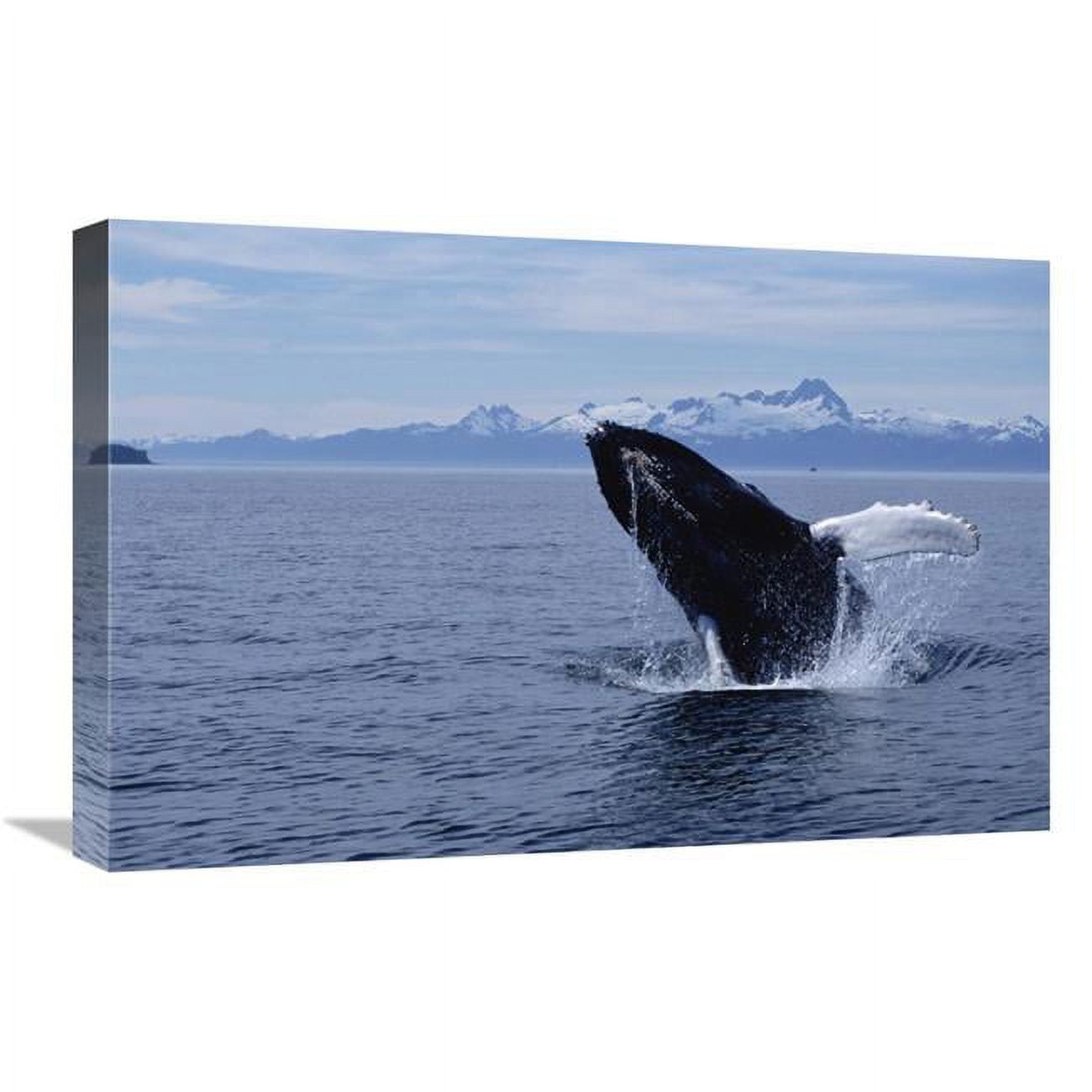 Global Gallery 16 x 24 in. Humpback Whale Breaching - Southeast Alaska ...