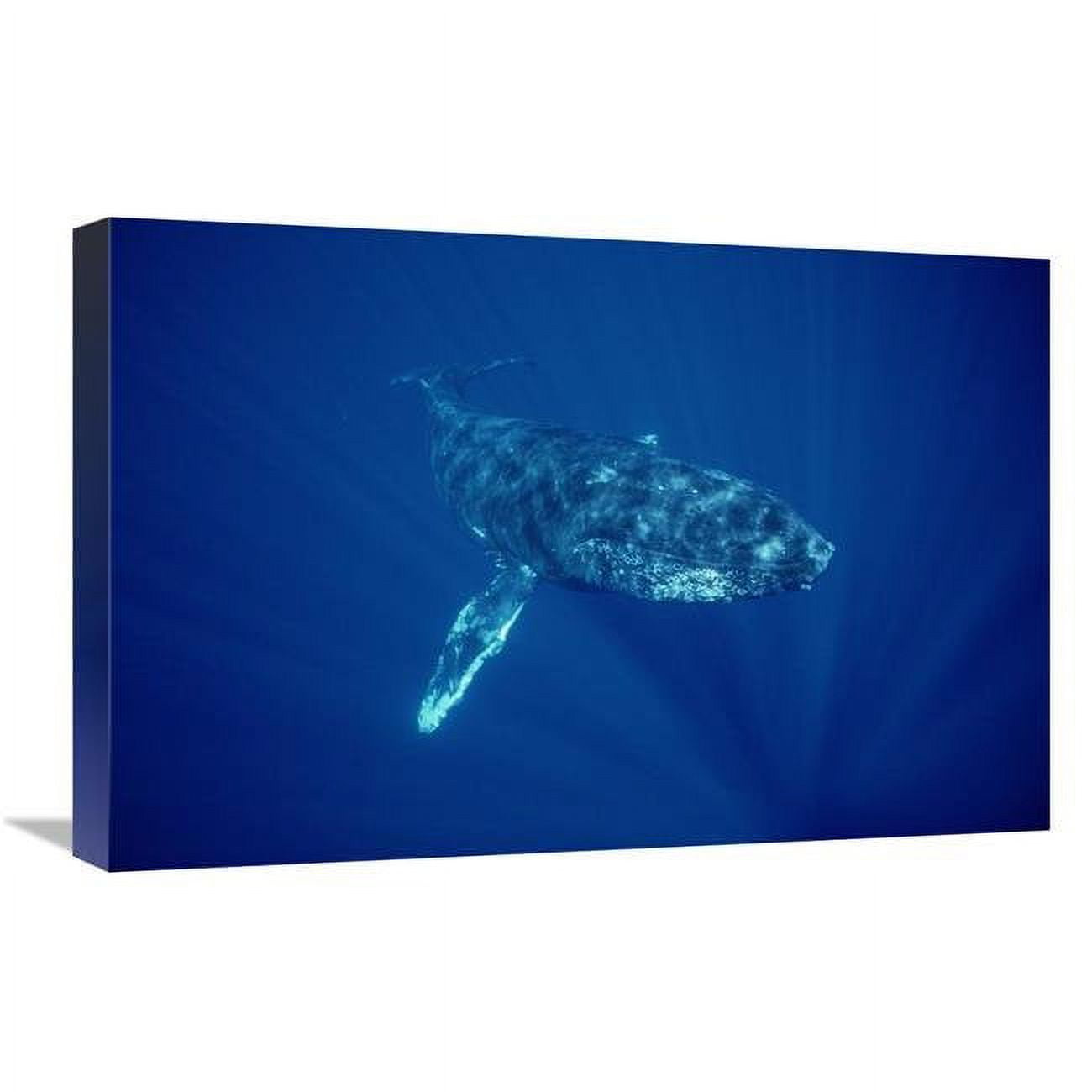 Global Gallery 16 x 24 in. Humpback Whale Friendly Singer, Maui, Hawaii ...
