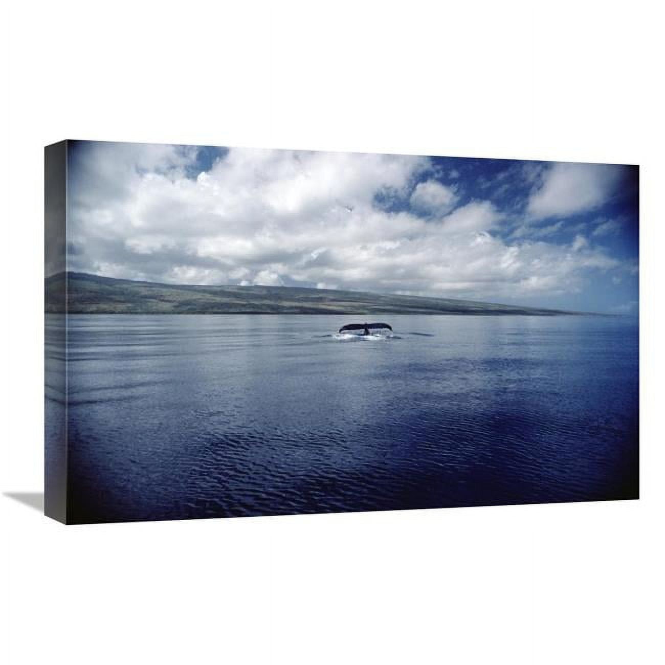 Global Gallery 16 x 24 in. Humpback Whale Tail Slap, Hawaii Art Print ...