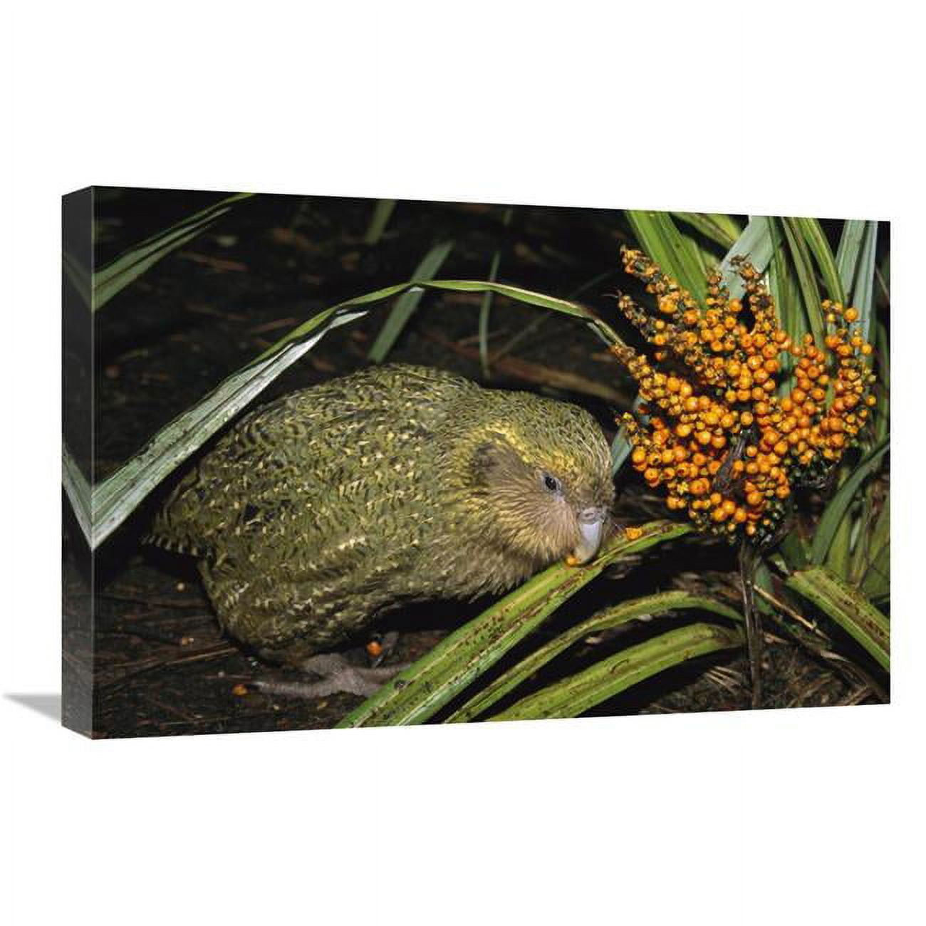 Global Gallery Kakapo Flightless Feeding on Astelia Berries - Codfish ...