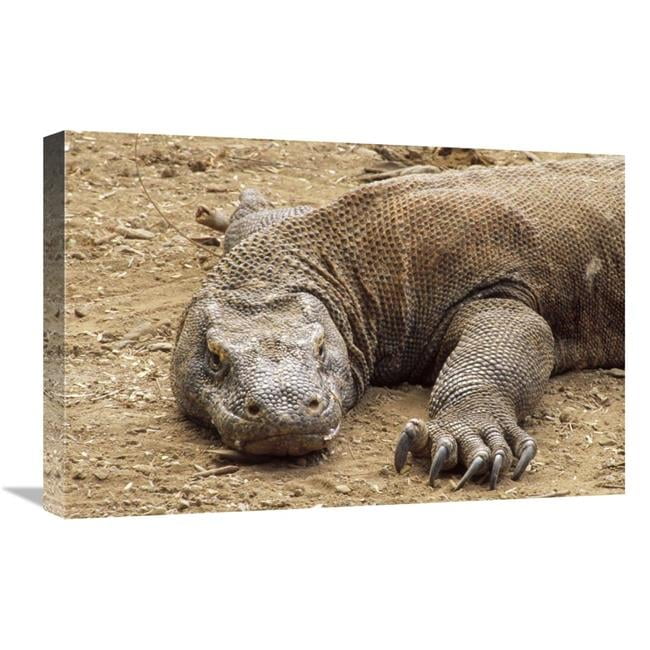 Global Gallery 16 x 24 in. Komodo Dragon Male Basking - Komodo NP ...