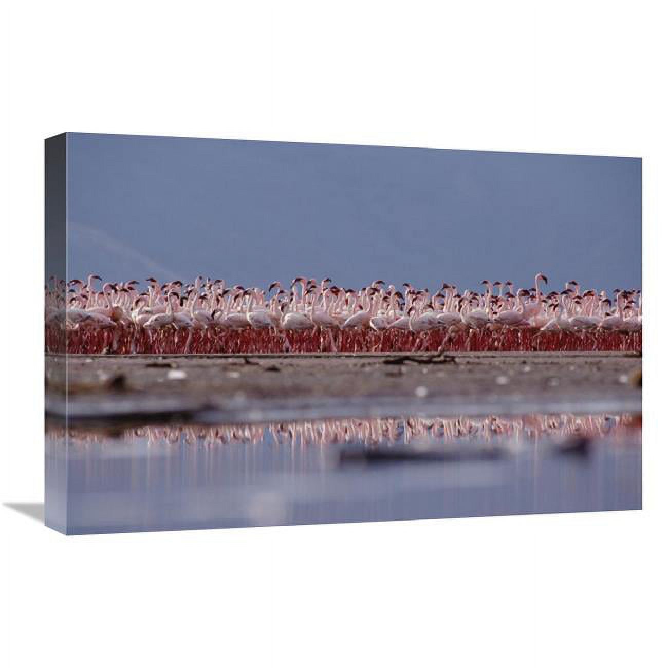 Global Gallery Lesser Flamingo Flock Parading in A Mass Courtship Dance ...