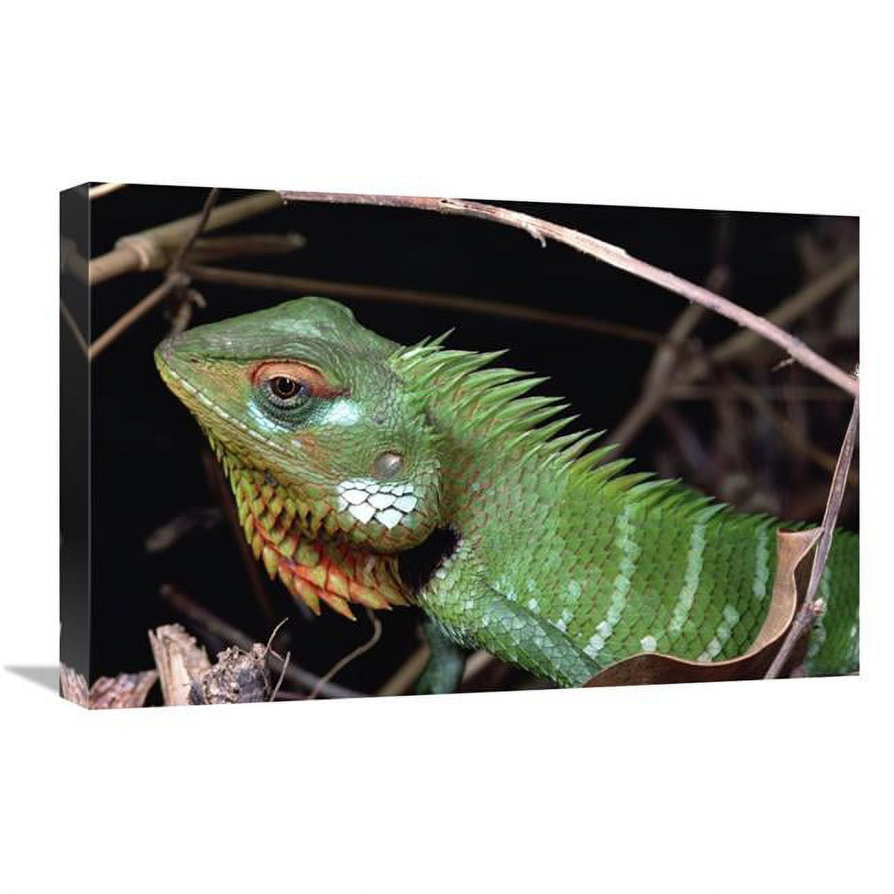 Global Gallery 16 x 24 in. Lizard Portrait - Sinharaja Biosphere ...