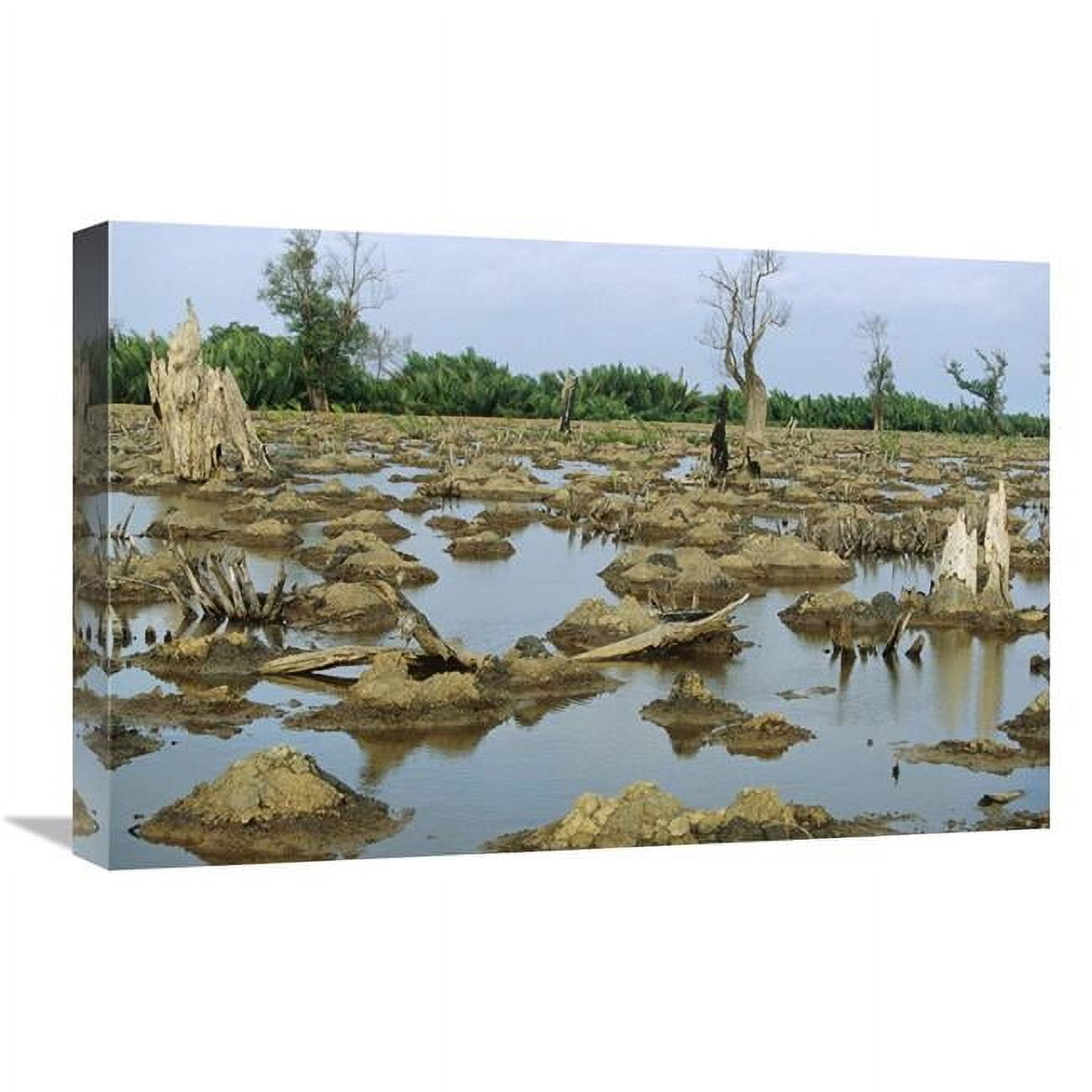 Global Gallery 16 x 24 in. Mangrove in Mahakam Delta 80 Precent ...