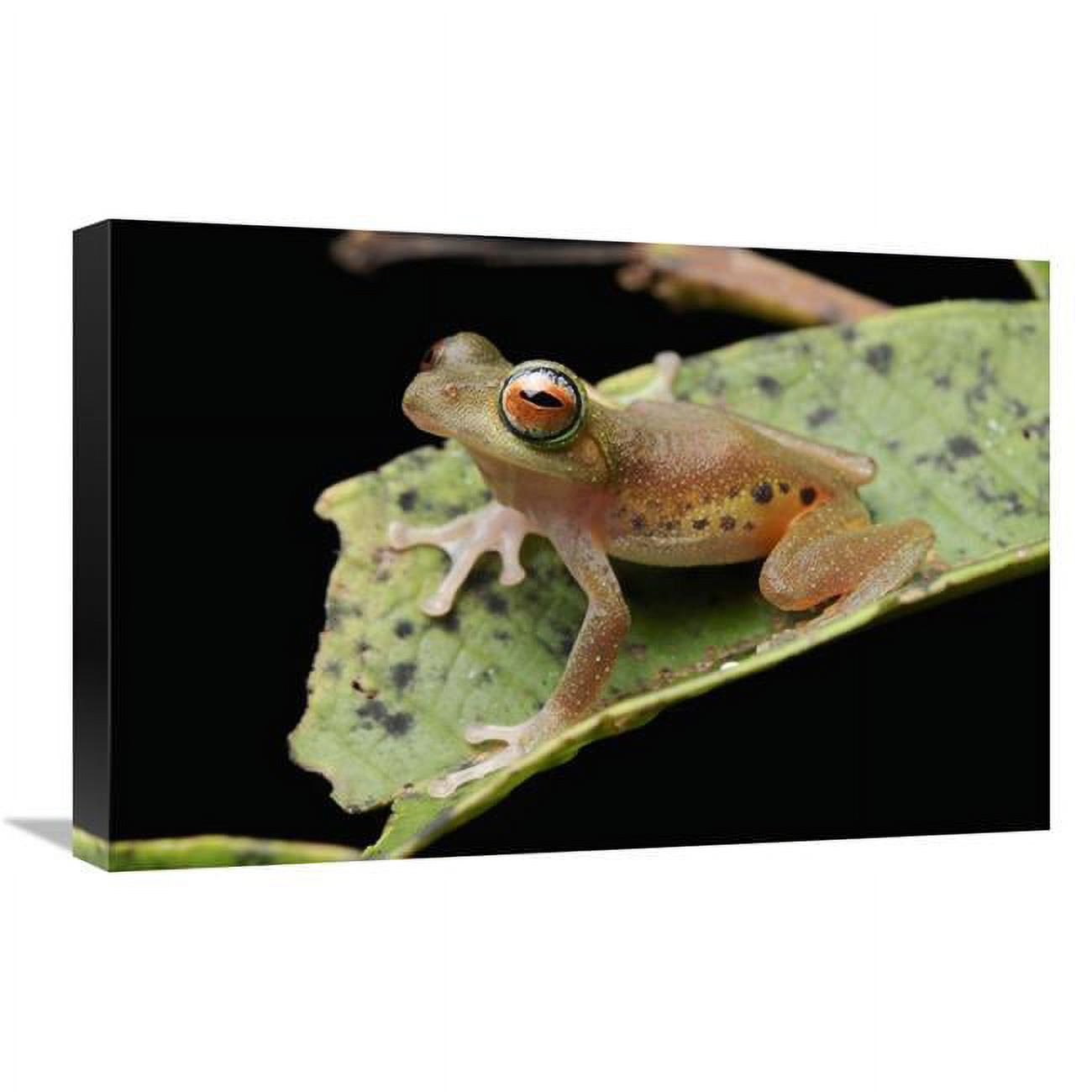 Global Gallery 16 x 24 in. Masked Treefrog, Sarawak, Borneo, Malaysia Art Print - Chien Lee ...